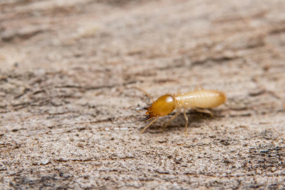 Zones Termites Paris - Termite Bois