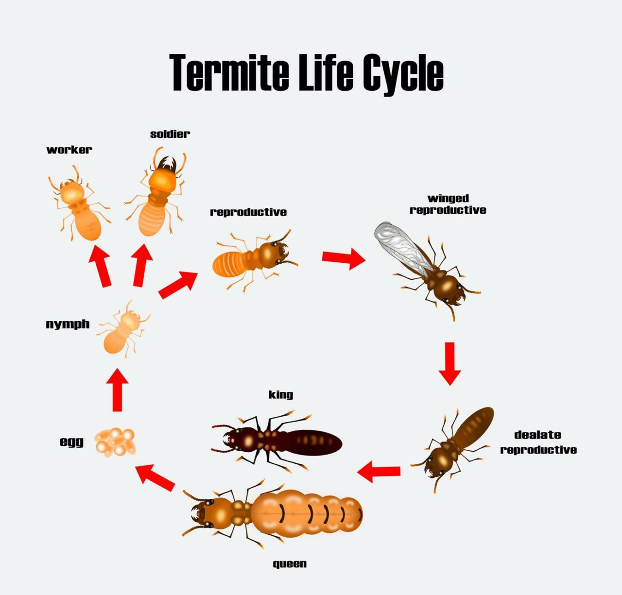 Les différents types de termites - Termite Bois